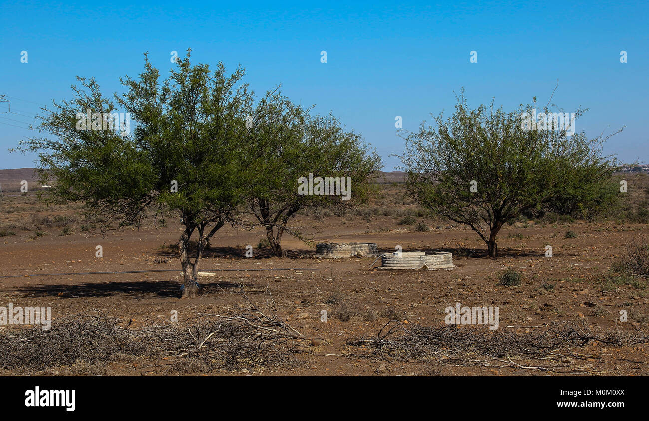 Farm animal drinking ponds in the shade of two thorn trees in an arid ...