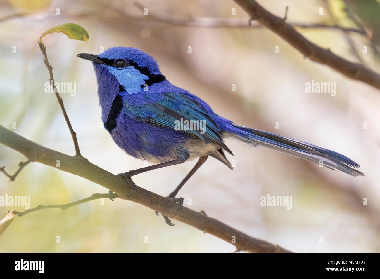 A male Splendid Fairy-wren (Malurus splendens) near Lake Joondalup ...