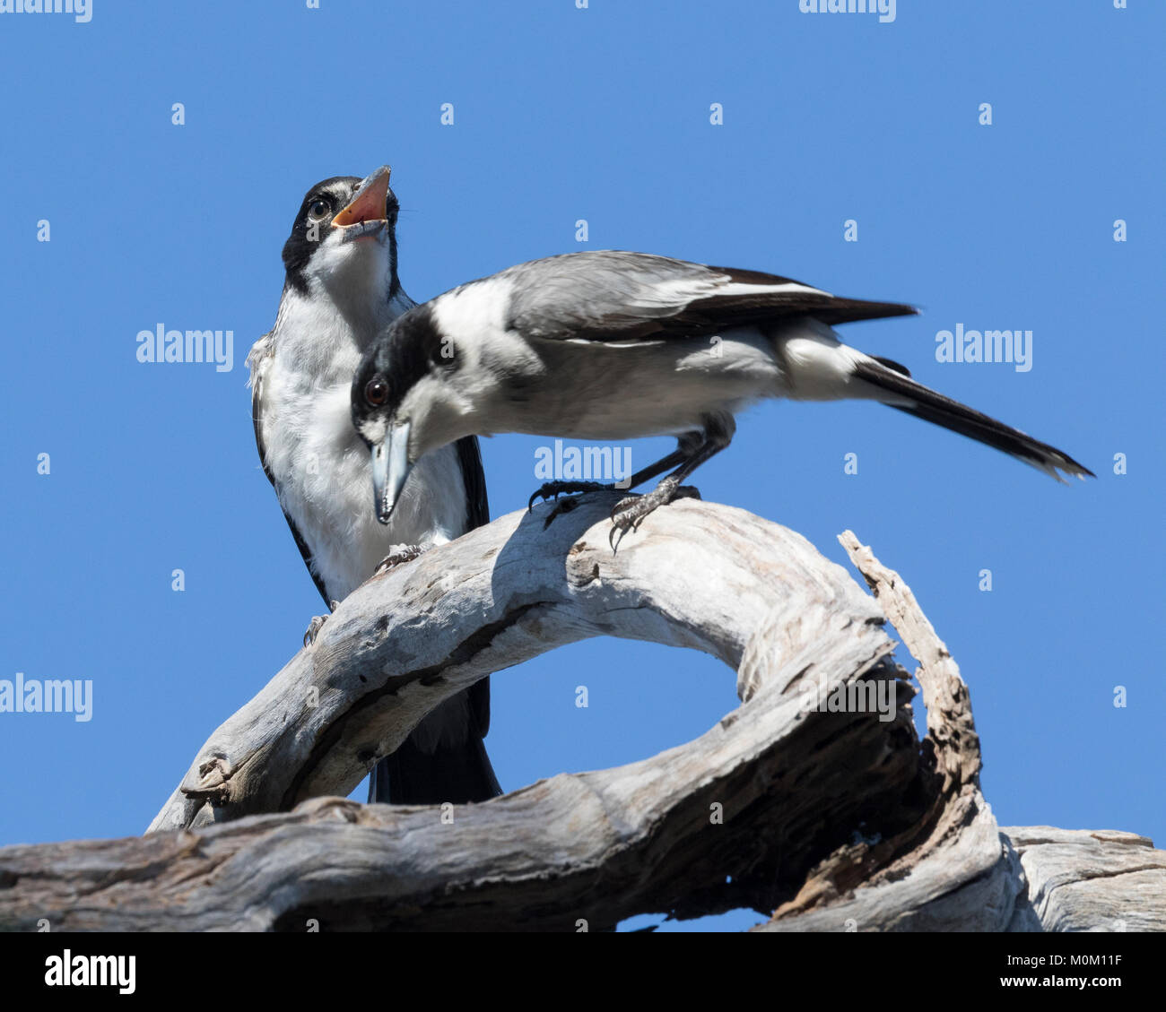 A juvenile Grey Butcherbird (Cracticus torquatus) perched in a tree ...