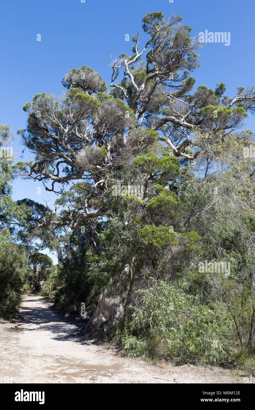 A track through the bush on Molloy Island, Augusta, Western Australia ...