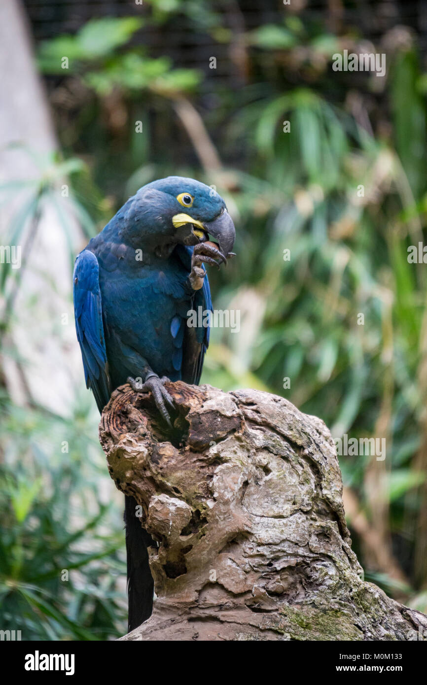 Hyacinth Macaw Parrot sitting in Branch and Cracking a Nut, South ...