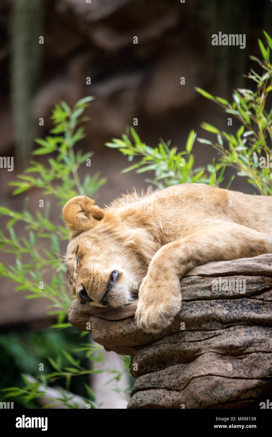 Lioness sleeping on rock hi-res stock photography and images - Alamy