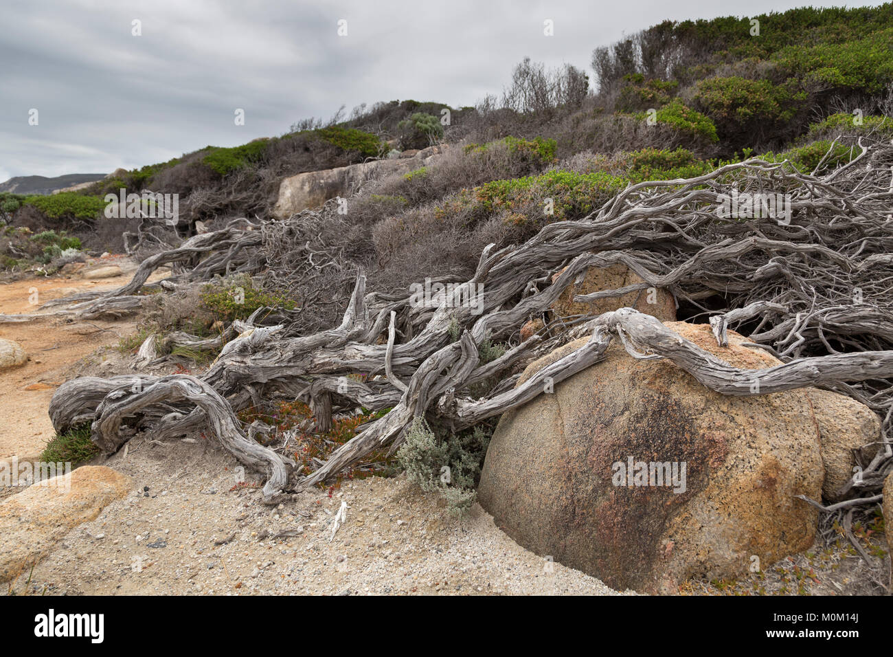 Wind-blown trees, still growing, sprawl over the ground near The Gap ...