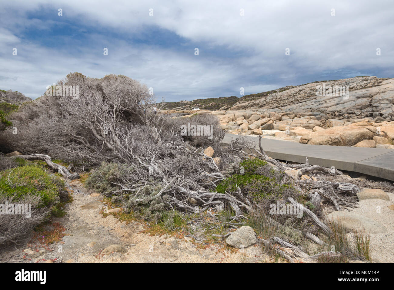 Wind-blown trees, still growing, sprawl over the ground near The Gap ...