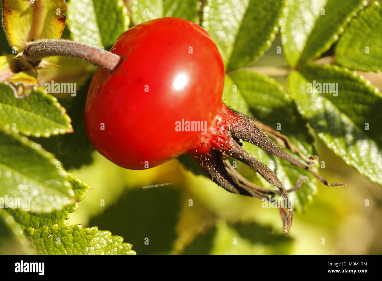 Close up of a rose hip Stock Photo - Alamy