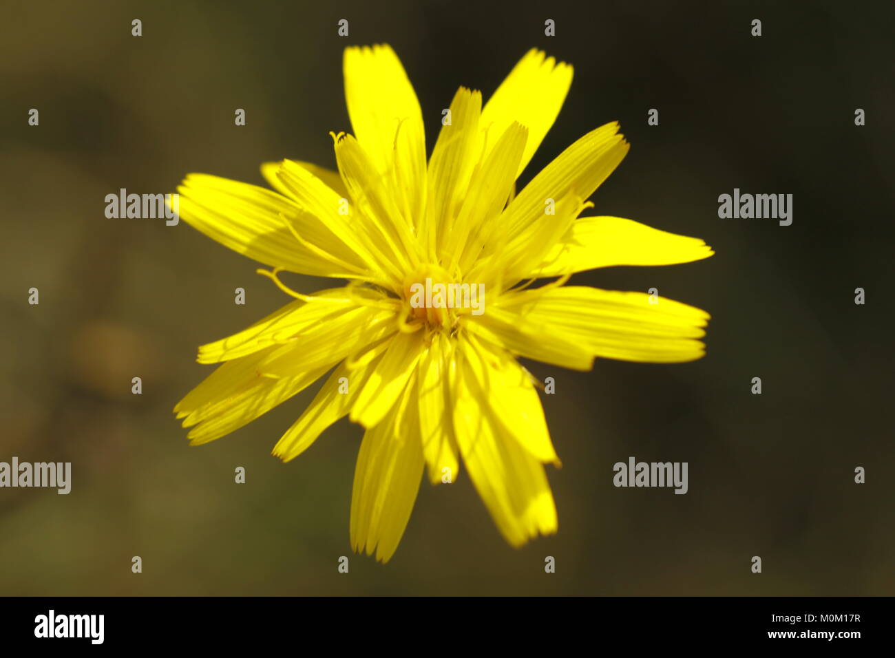 Yellow kind of Dandelion Stock Photo - Alamy