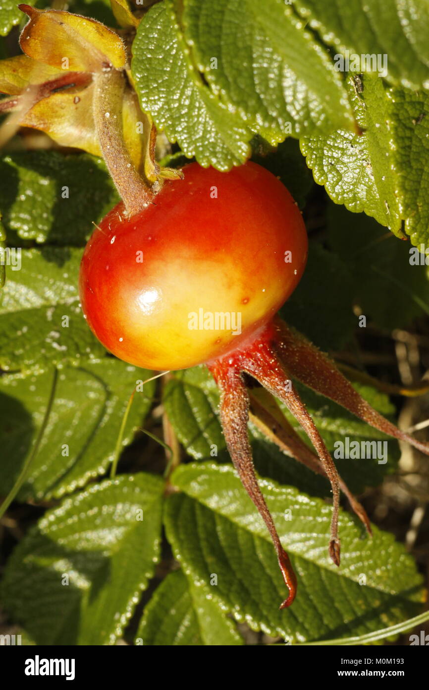 Close up of a rose hip Stock Photo - Alamy