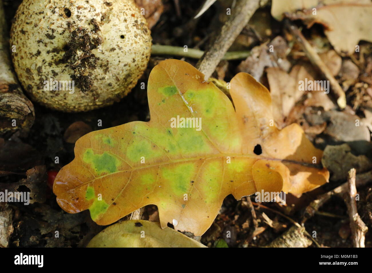 Common puffball is a posionous toadstool Stock Photo - Alamy