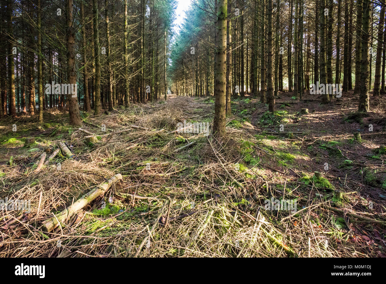 An open space in Bellever Forest seen in warm afternoon light. The ...