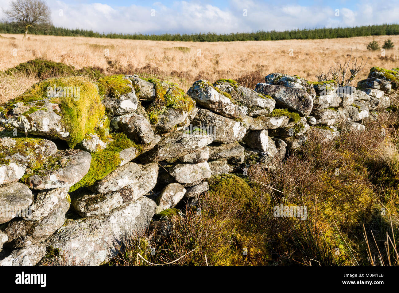 Devon dry stone walls hi-res stock photography and images - Alamy