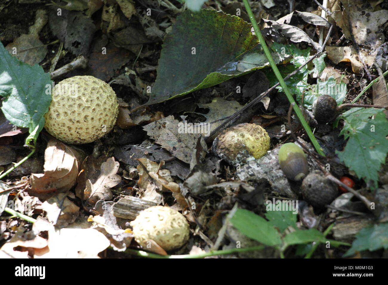 Posionous fungi hi-res stock photography and images - Alamy
