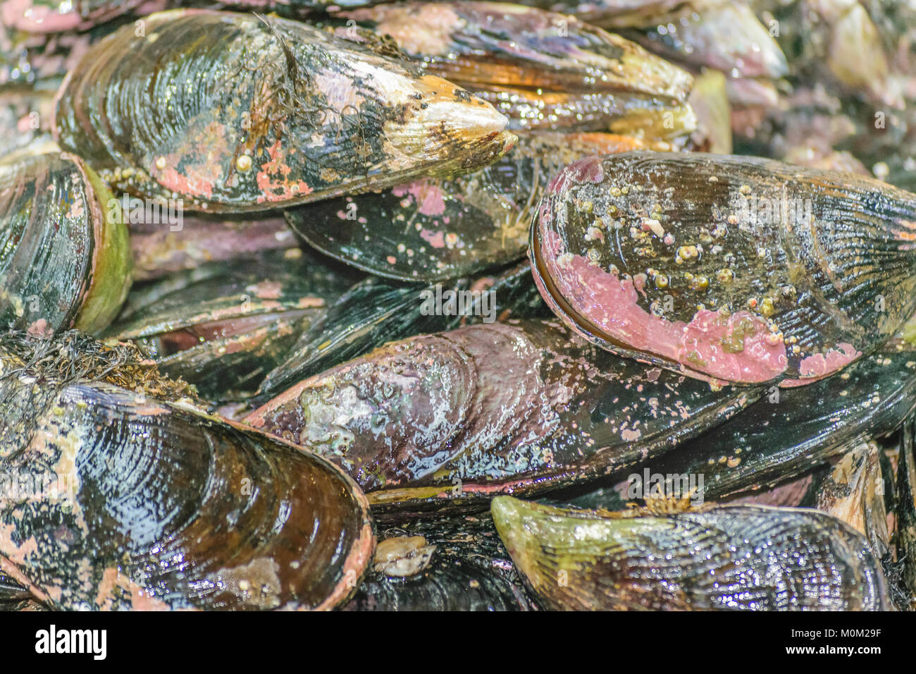Close up detail view of group of mussels at street fair of castro city ...