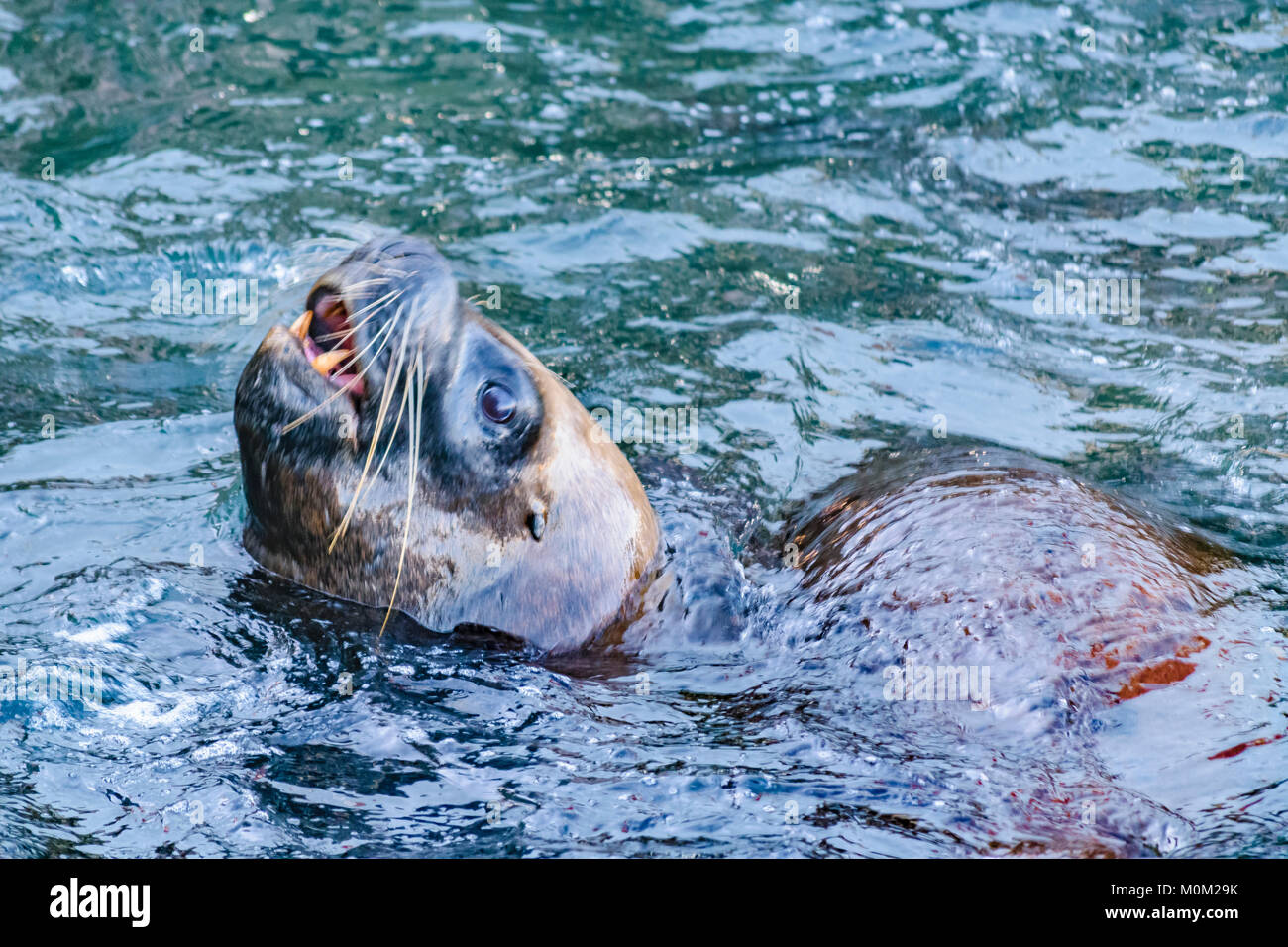 Chiloe island chile wildlife hi-res stock photography and images - Alamy