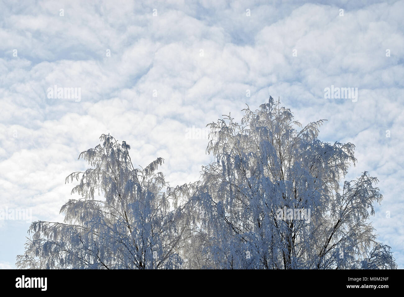Icy tree hi-res stock photography and images - Alamy