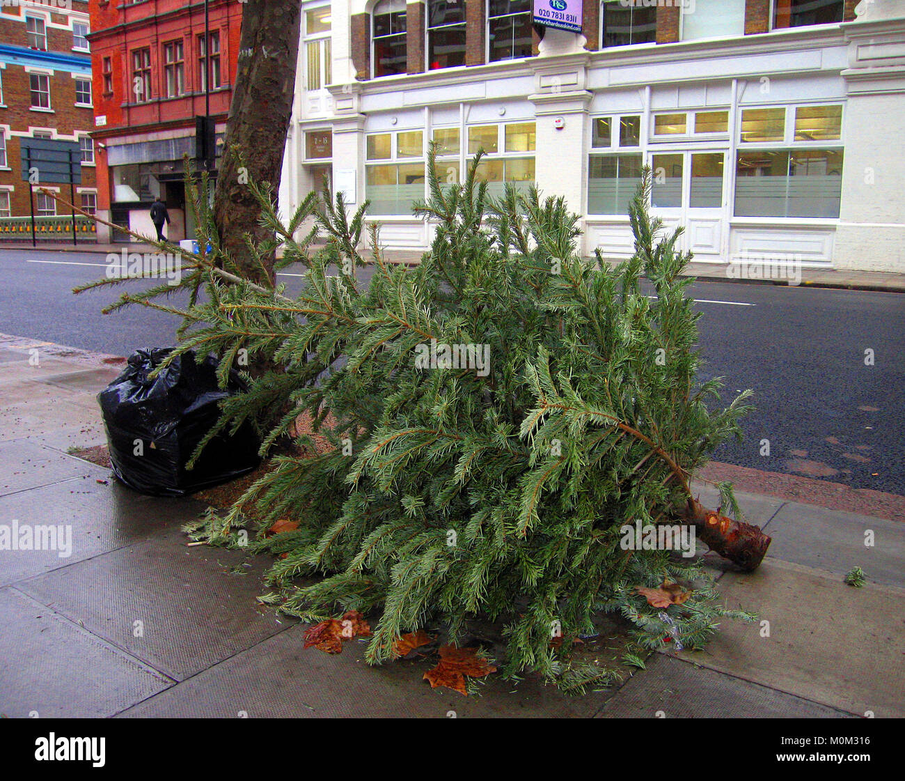 Discarded Christmas tree in London, England, Britain Stock Photo - Alamy