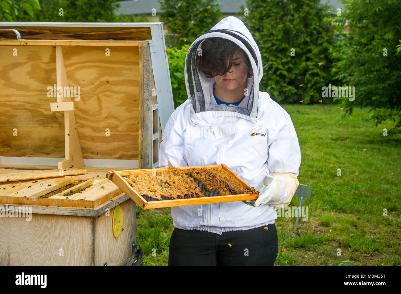Young female beekeeper examines bee hive tray, Salisbury, Maryland ...