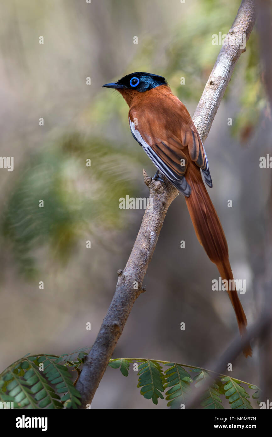 Madagascar Paradise-flycatcher - Terpsiphone mutata, Madagascar ...