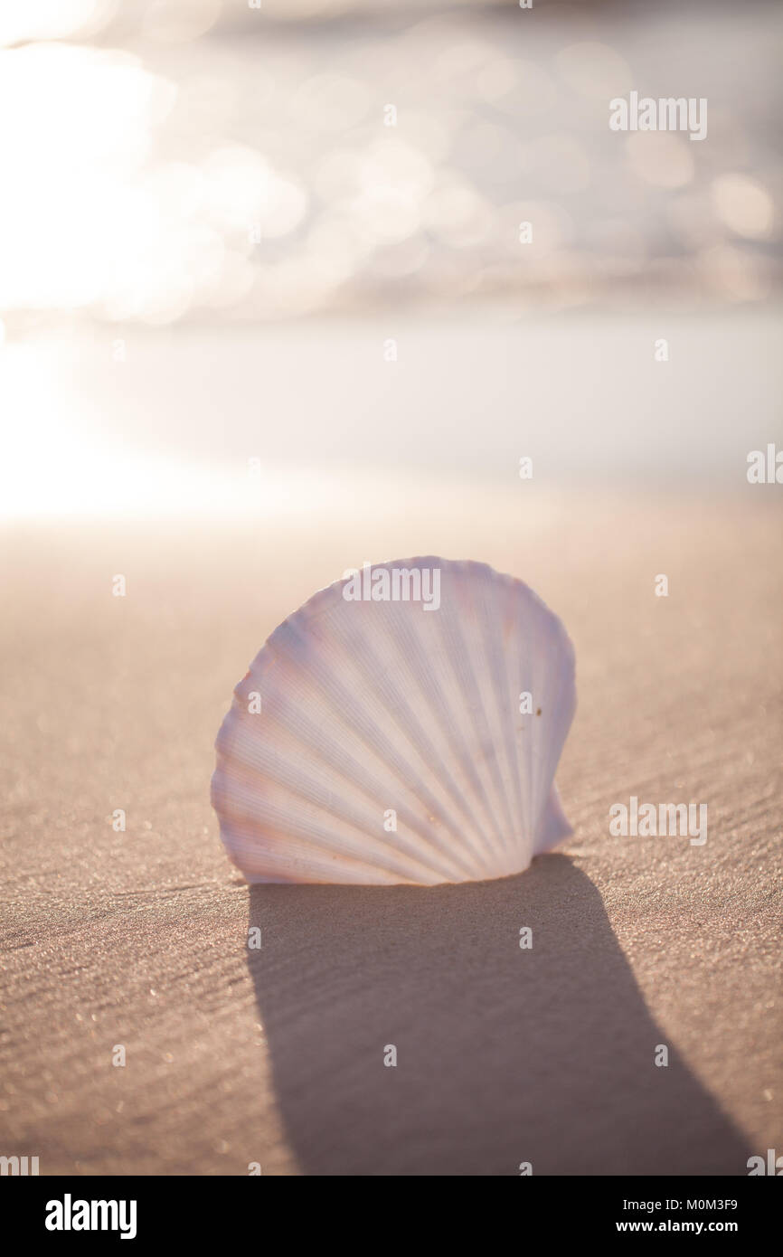 seashell on the beach- Image of tropical sandy beach and seashell ...