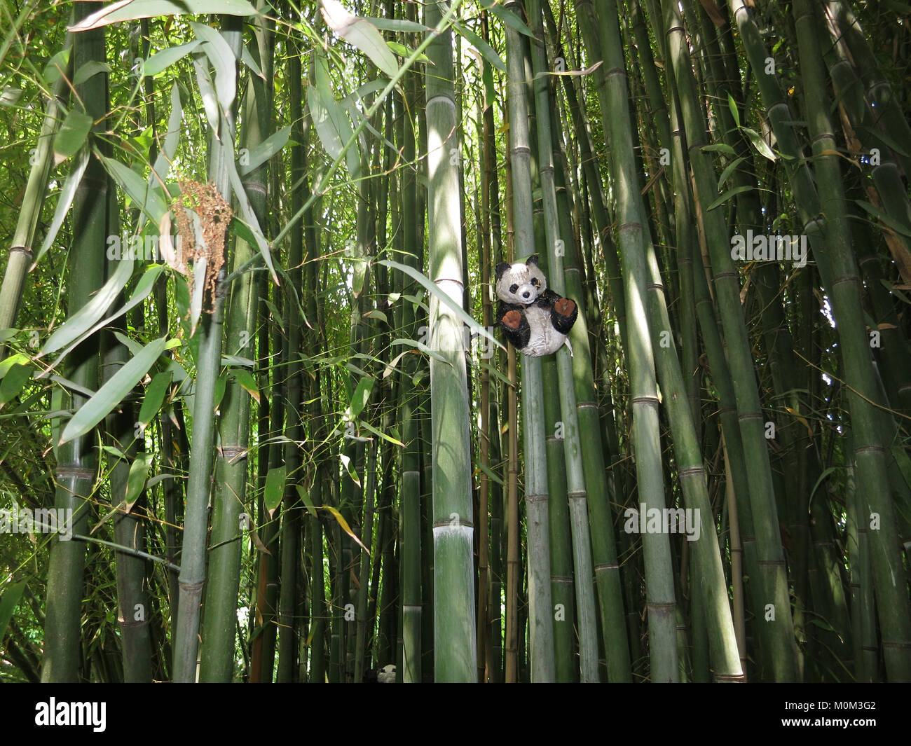 Toy panda in a bamboo forest, New Zealand Stock Photo - Alamy
