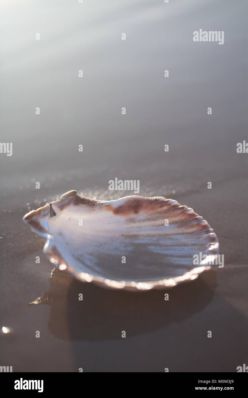 seashell on the beach- Image of tropical sandy beach and seashell ...