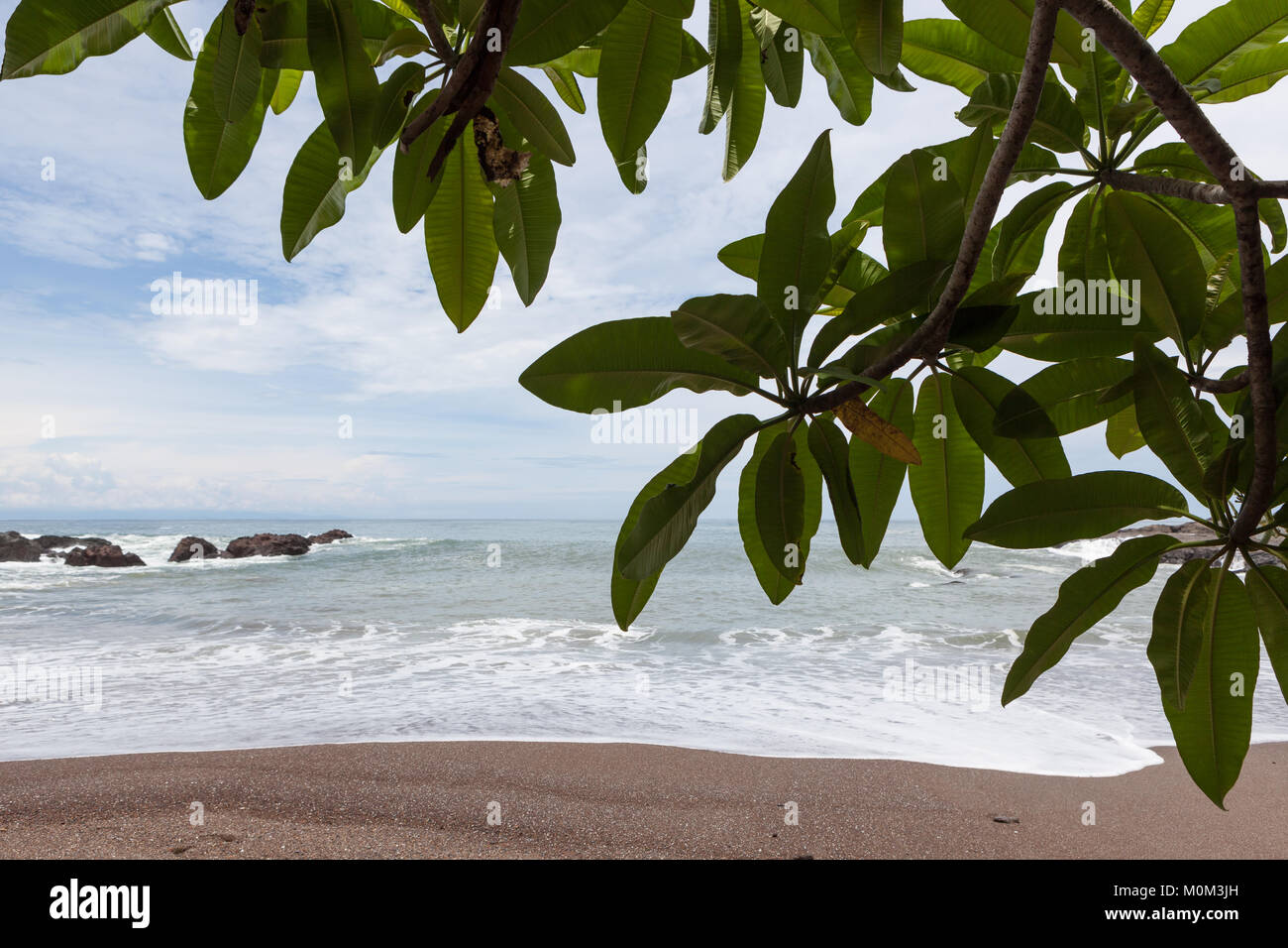Tree branch and beach landscape Stock Photo - Alamy