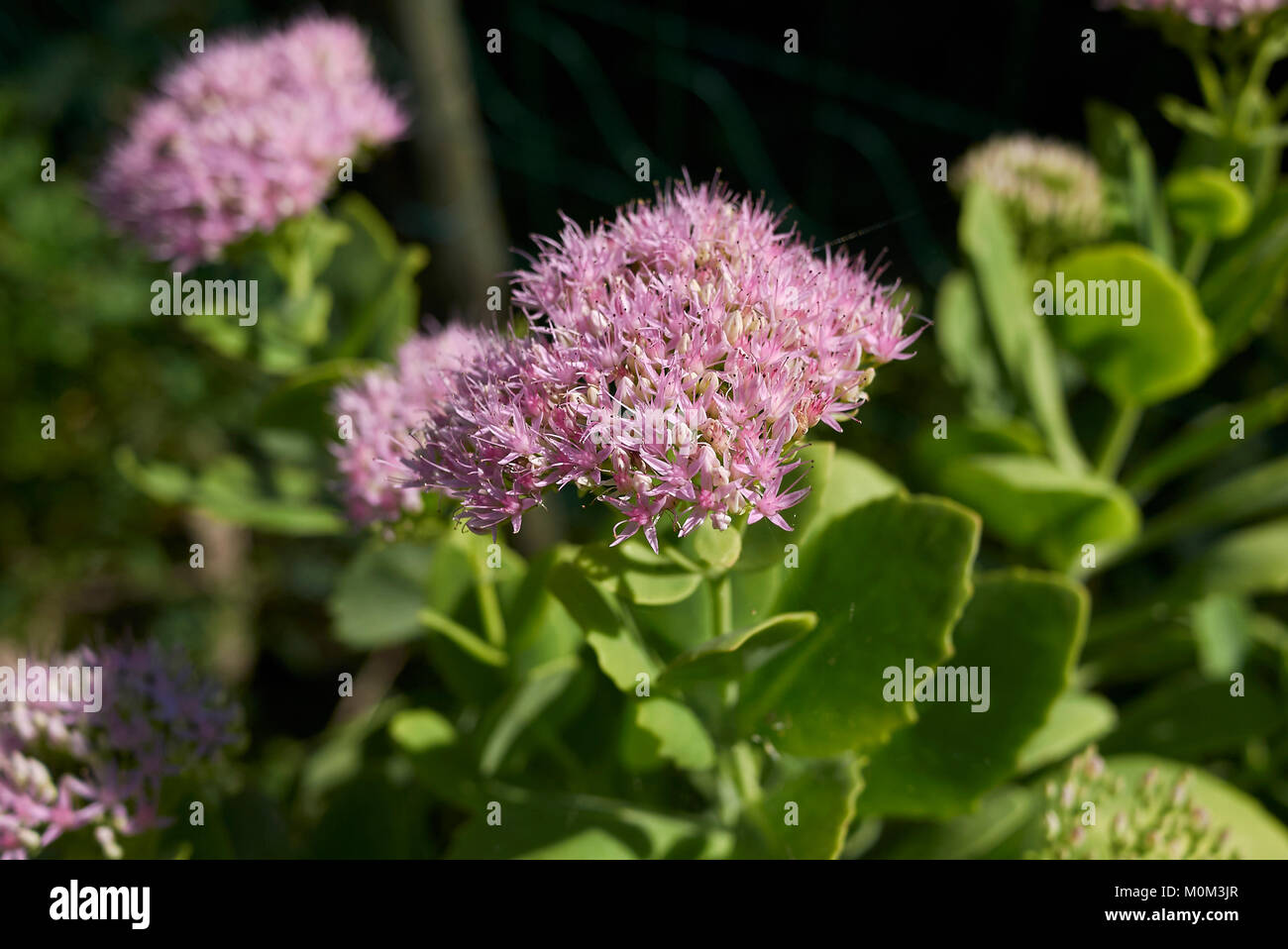 Live forever plant hi-res stock photography and images - Alamy