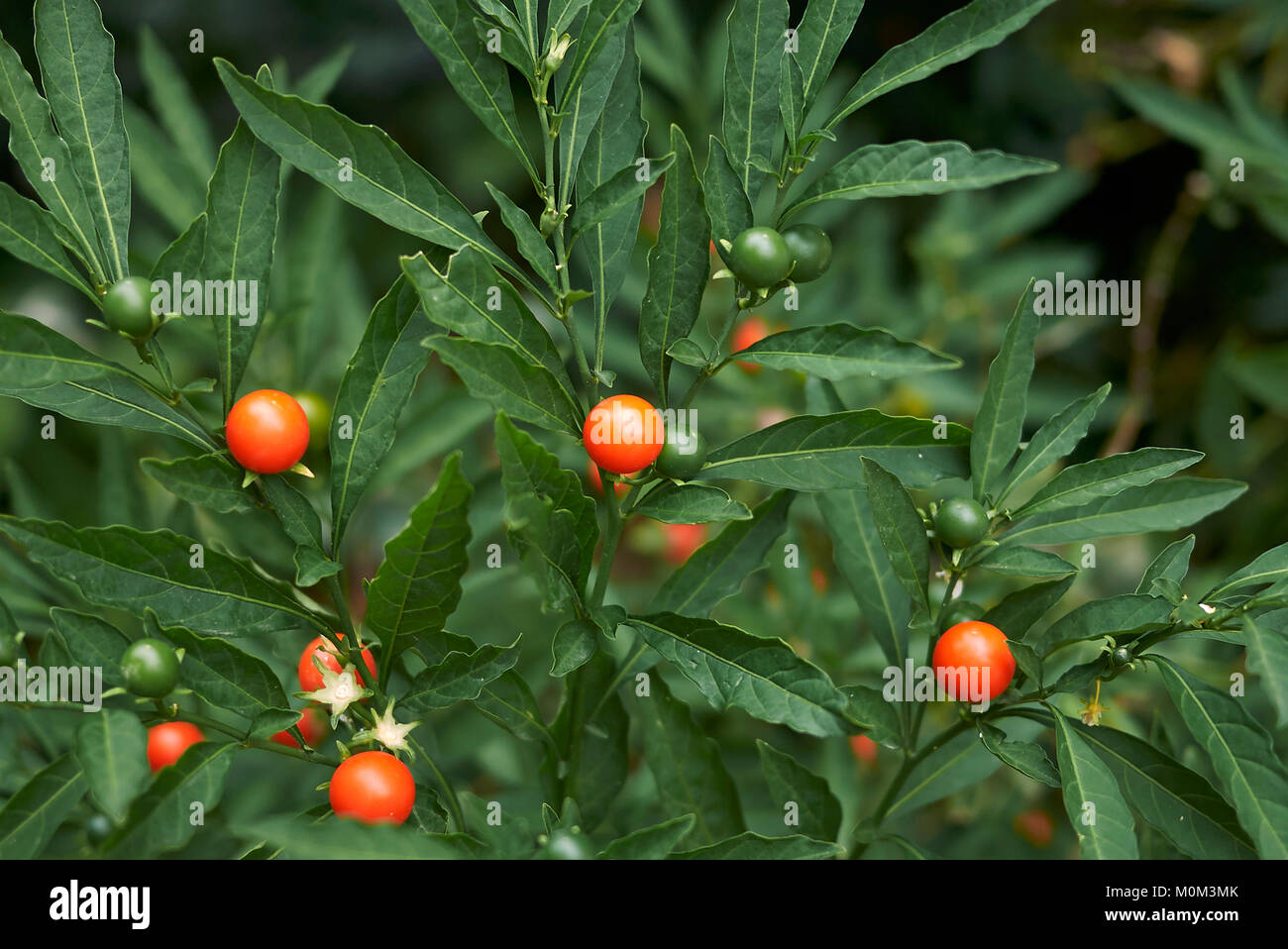 Solanum Pseudocapsicum High Resolution Stock Photography and Images - Alamy