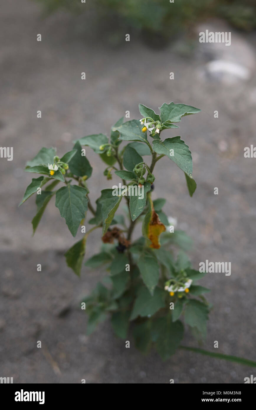 Solanum nigrum hi-res stock photography and images - Alamy