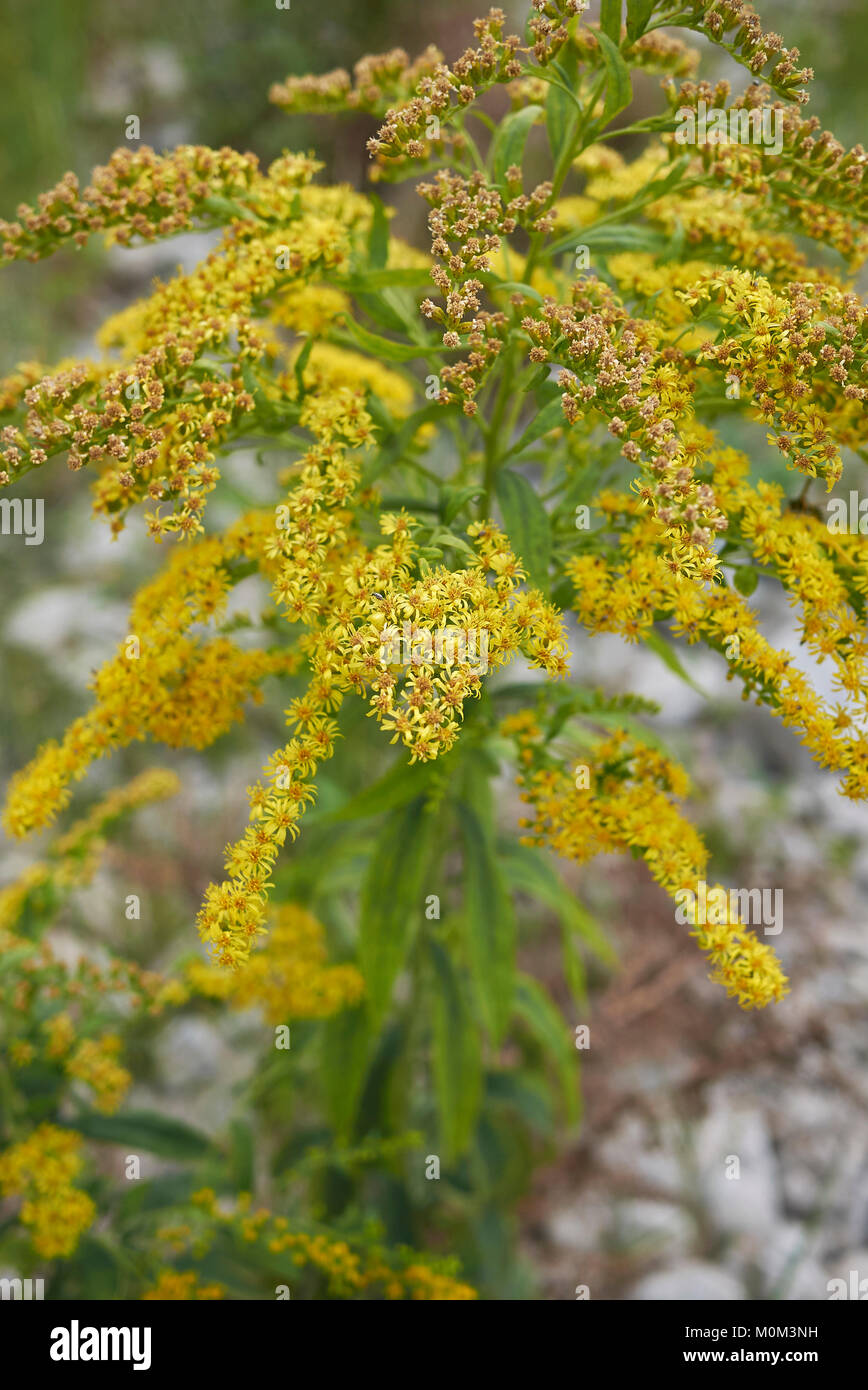 Blooming giant goldenrod solidago gigantea hi-res stock photography and ...