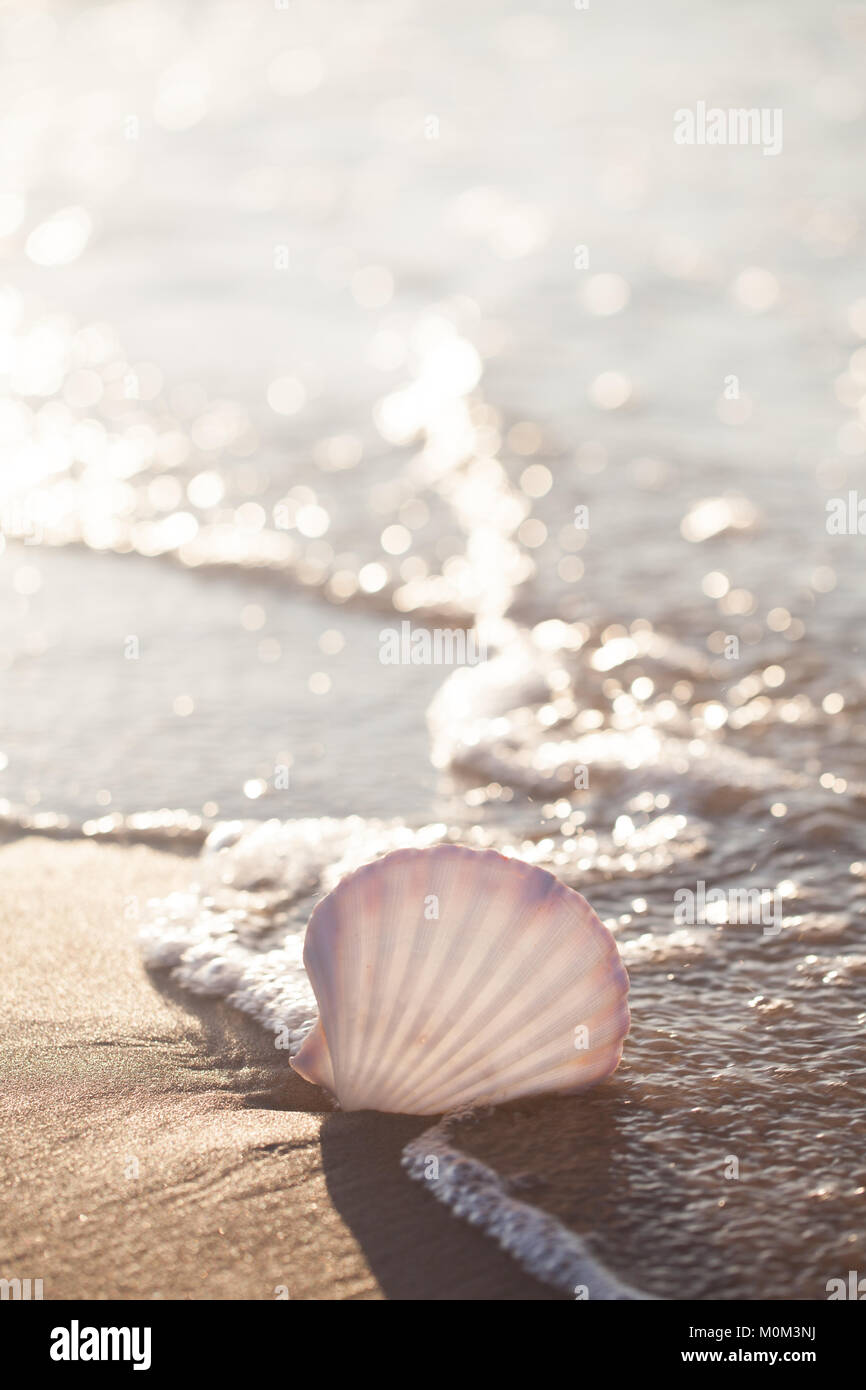 seashell on the beach- Image of tropical sandy beach and seashell ...