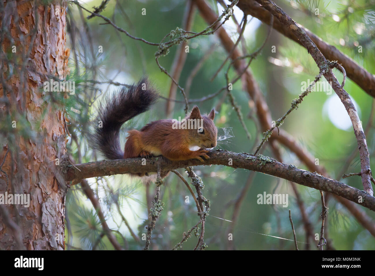 Young squirrel on tree branch Stock Photo - Alamy