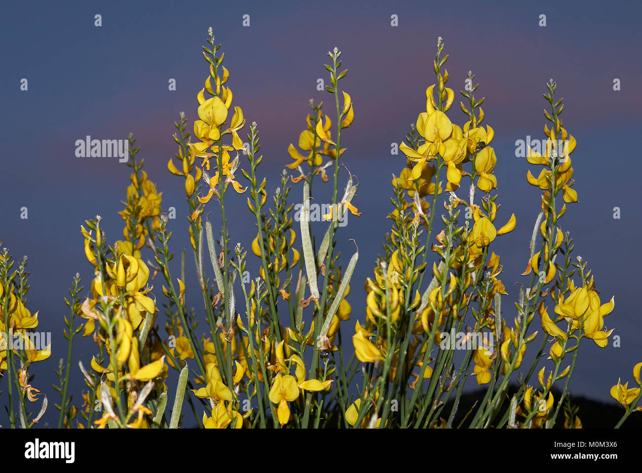 Spanish broom spartium junceum yellow scented fragrant shrub hi-res ...