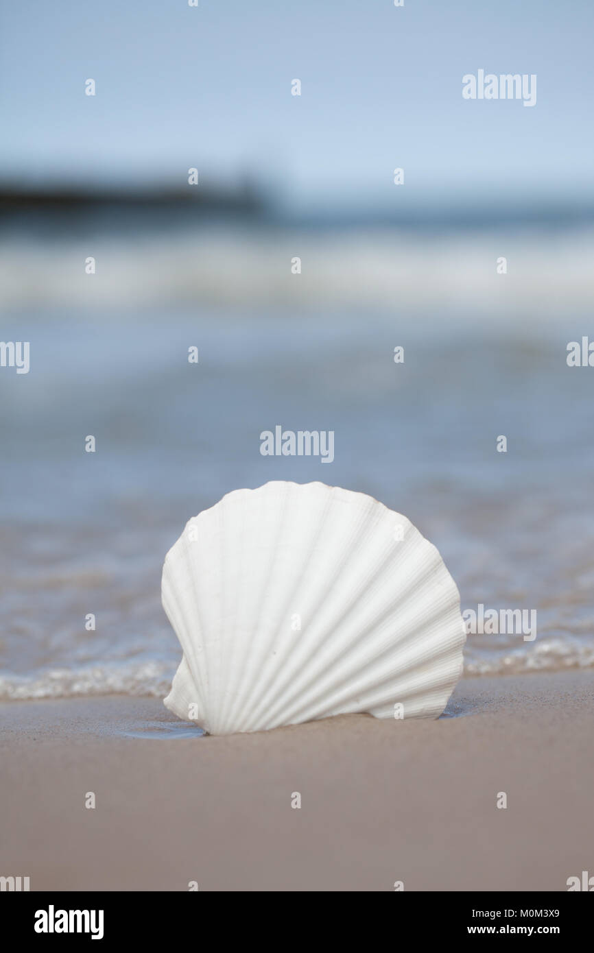 seashell on the beach- Image of tropical sandy beach and seashell ...