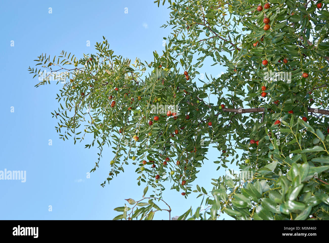 Ziziphus High Resolution Stock Photography and Images - Alamy