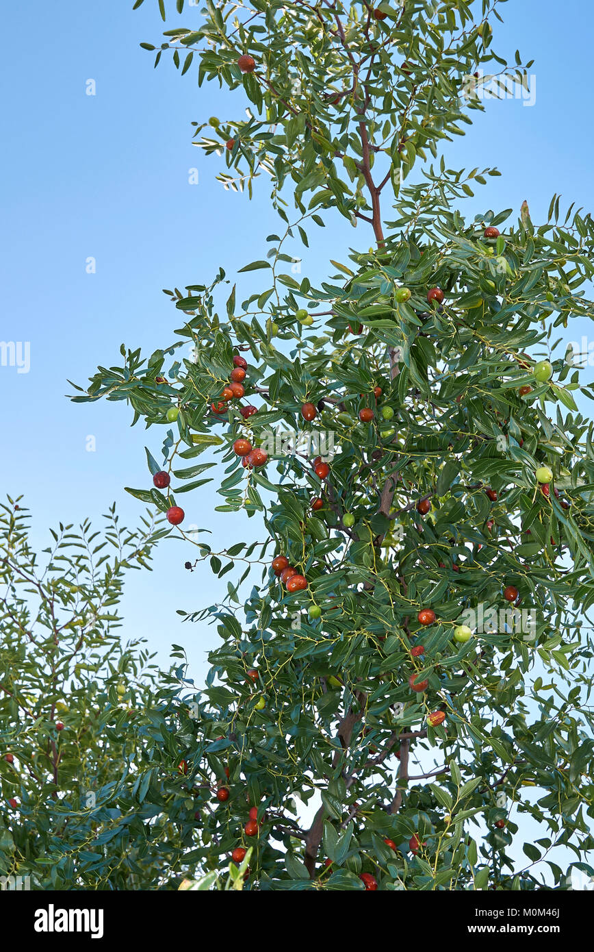 Ziziphus jujuba hi-res stock photography and images - Alamy
