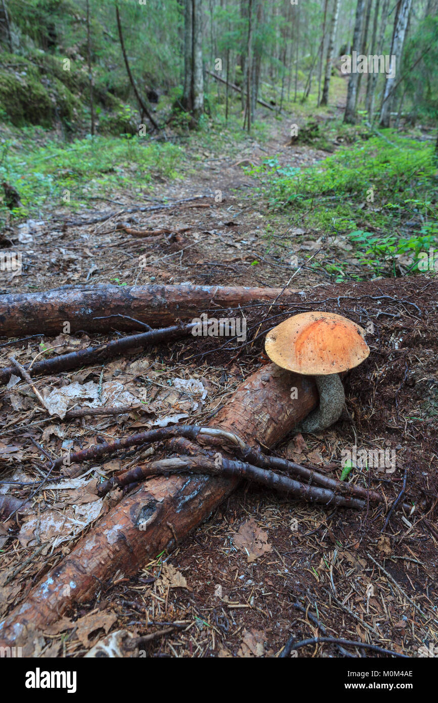 Tree mushroom trail forest hi-res stock photography and images - Alamy