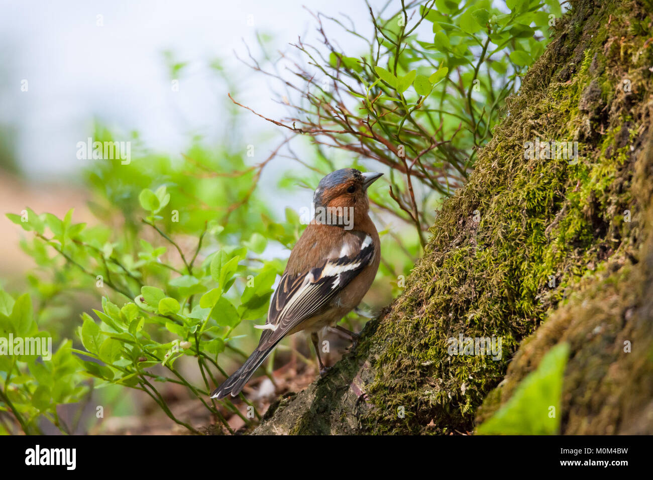 Bird in forest hi-res stock photography and images - Alamy