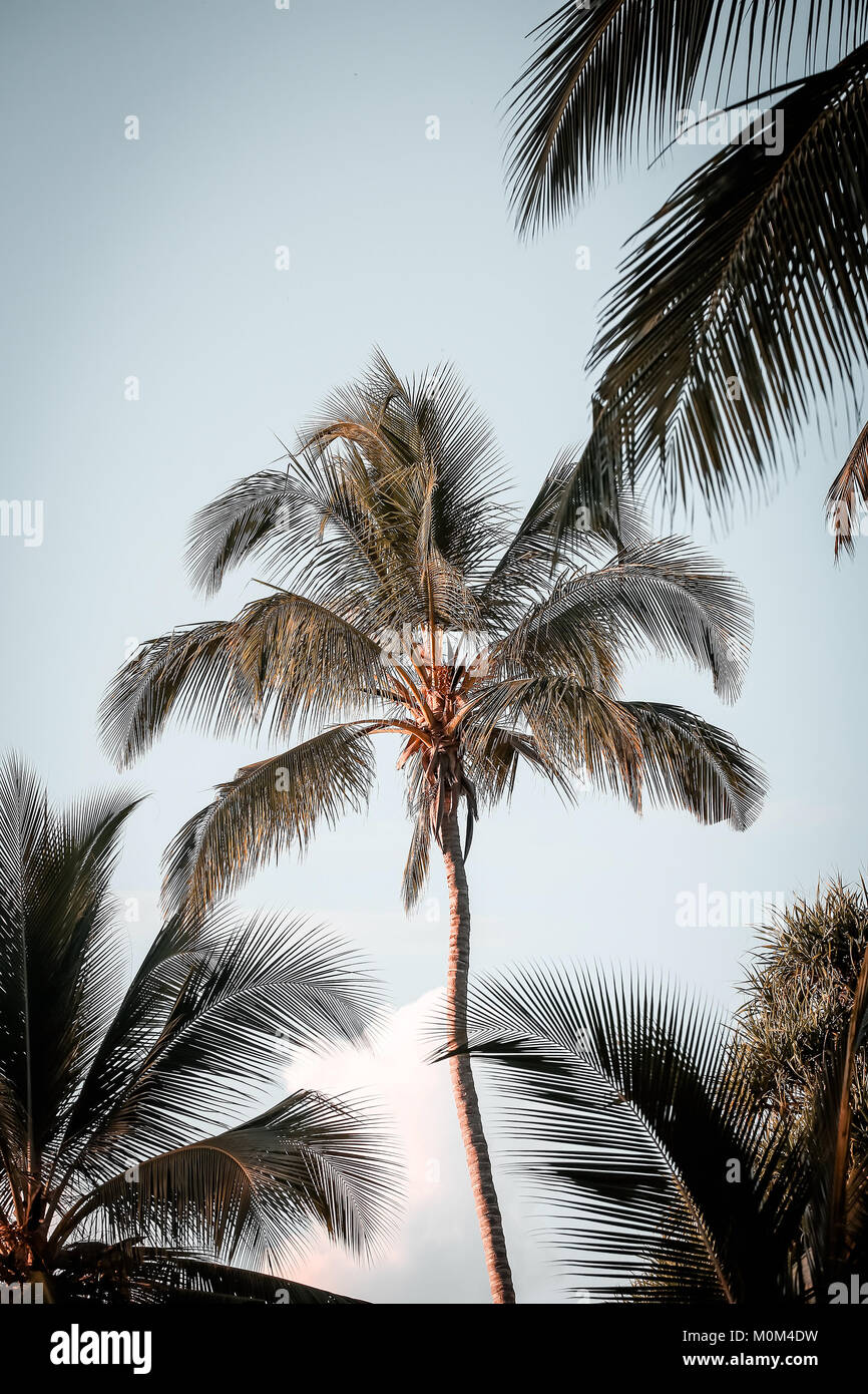 palm trees in the tropics on a hot summer day Stock Photo - Alamy