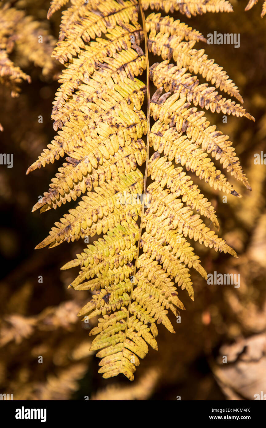 Fern plant in the forest, yellowish colored, in autumn Stock Photo - Alamy