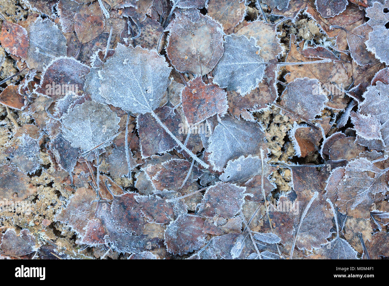 Frozen into ground hi-res stock photography and images - Alamy