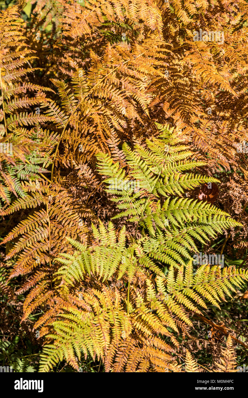 Yellowish colored hi-res stock photography and images - Alamy