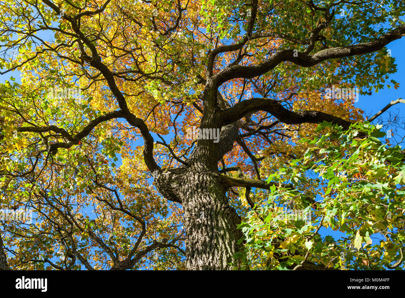 Autumn color maple foliage Stock Photo - Alamy