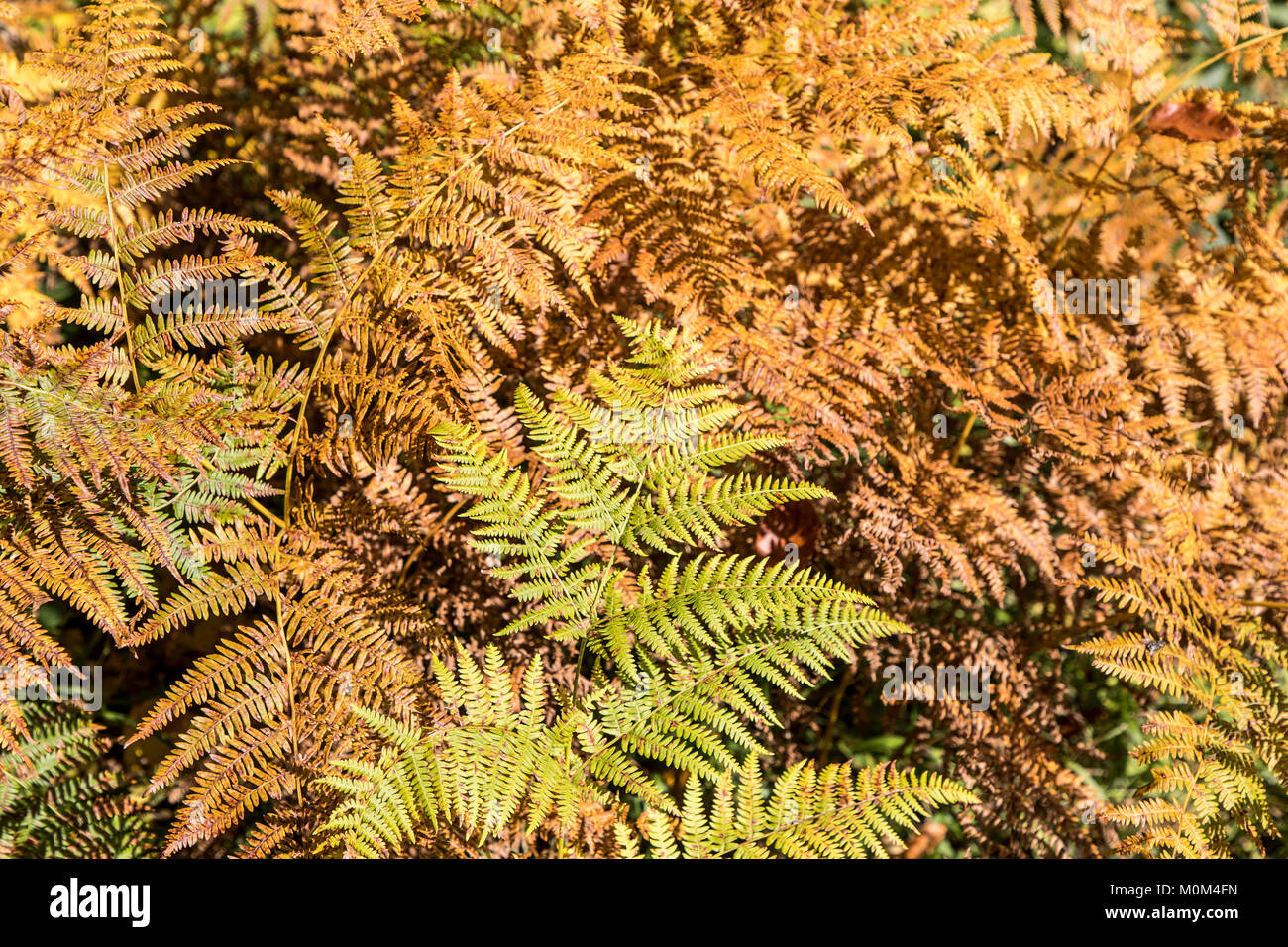 Fern plant in the forest, yellowish colored, in autumn Stock Photo - Alamy