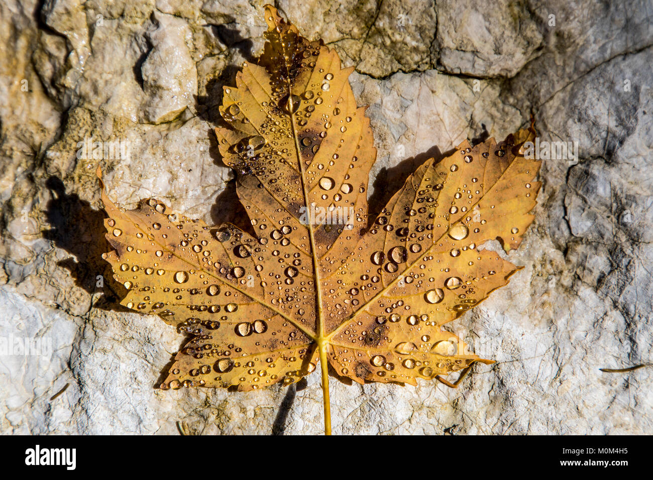 Drops water on autumn hi-res stock photography and images - Alamy