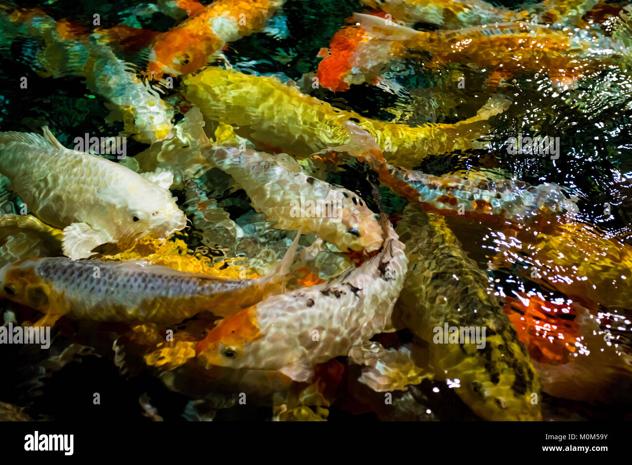 Koi Carp, Japanese big fish, underwate Stock Photo - Alamy