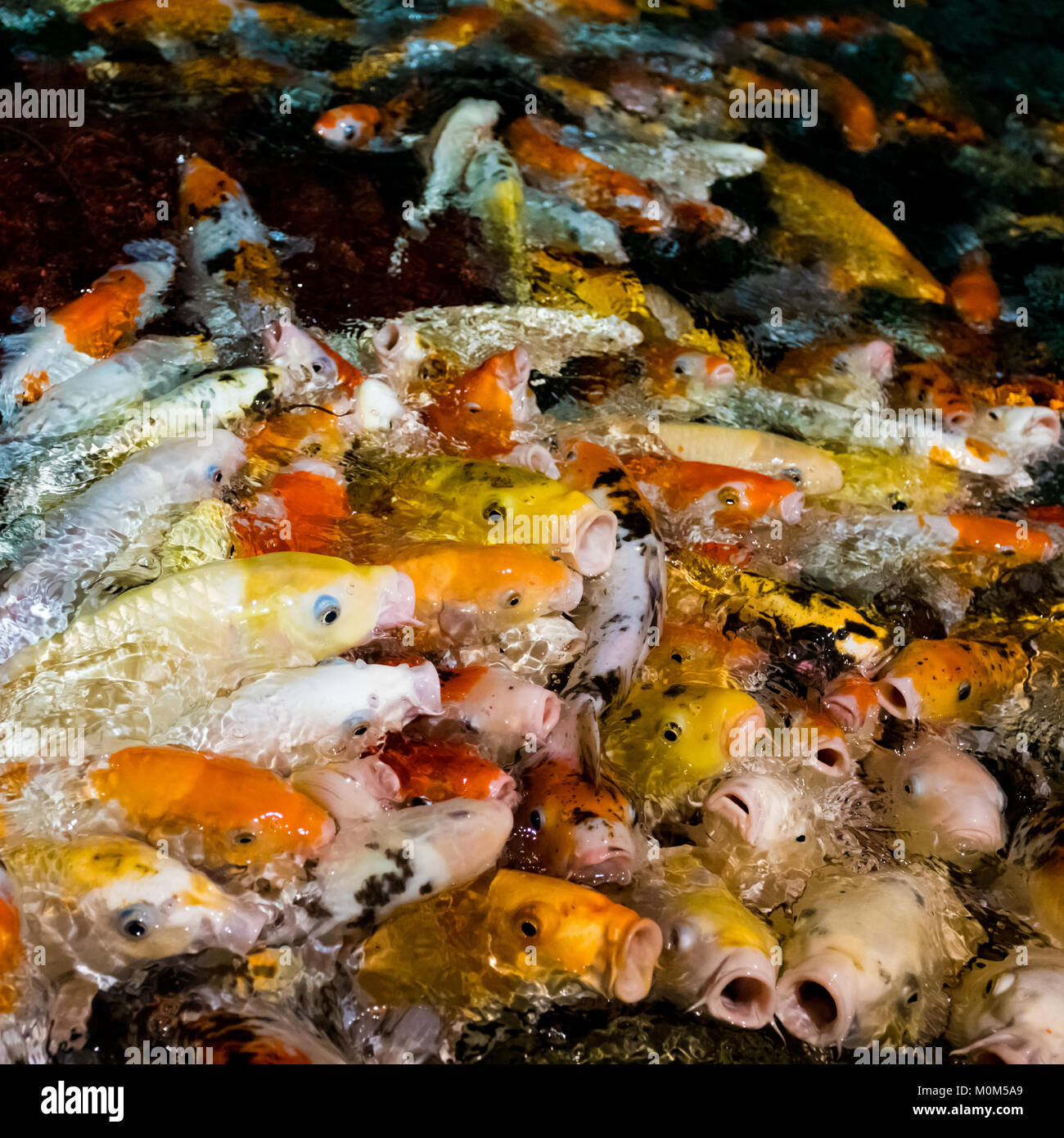 Koi Carp, Japanese big fish, underwate Stock Photo - Alamy