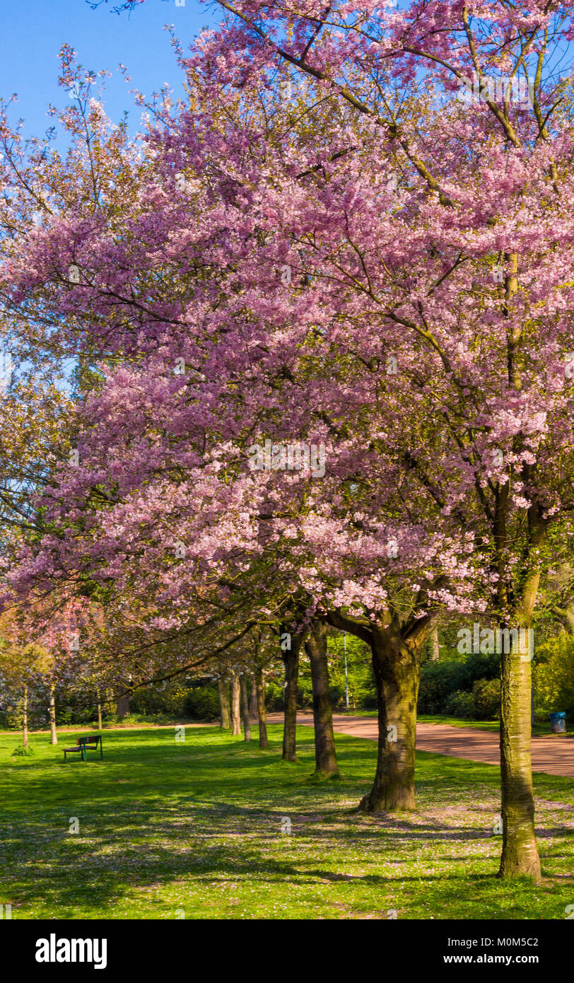 Beautiful trees in the park in spring Stock Photo - Alamy