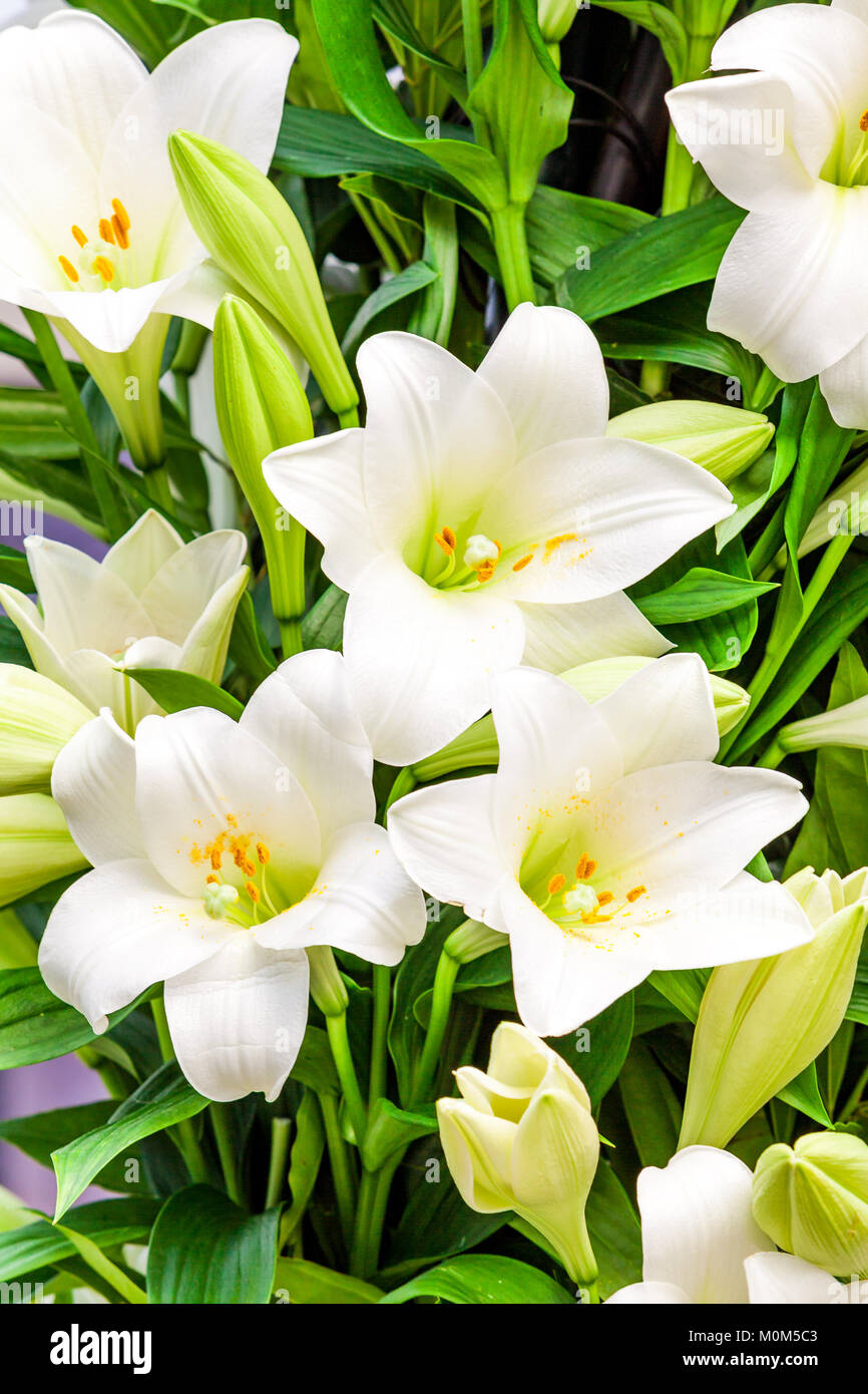 Bouquet of white lilies. Beautiful white lilies Stock Photo - Alamy