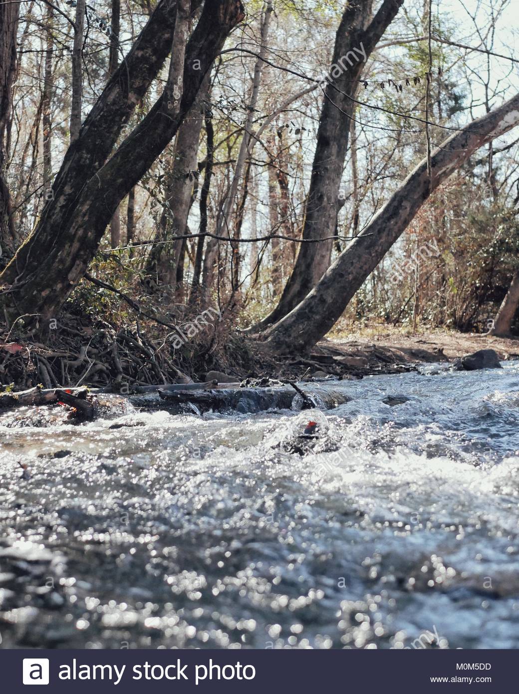 Trees Overhanging River Stock Photos & Trees Overhanging River Stock ...