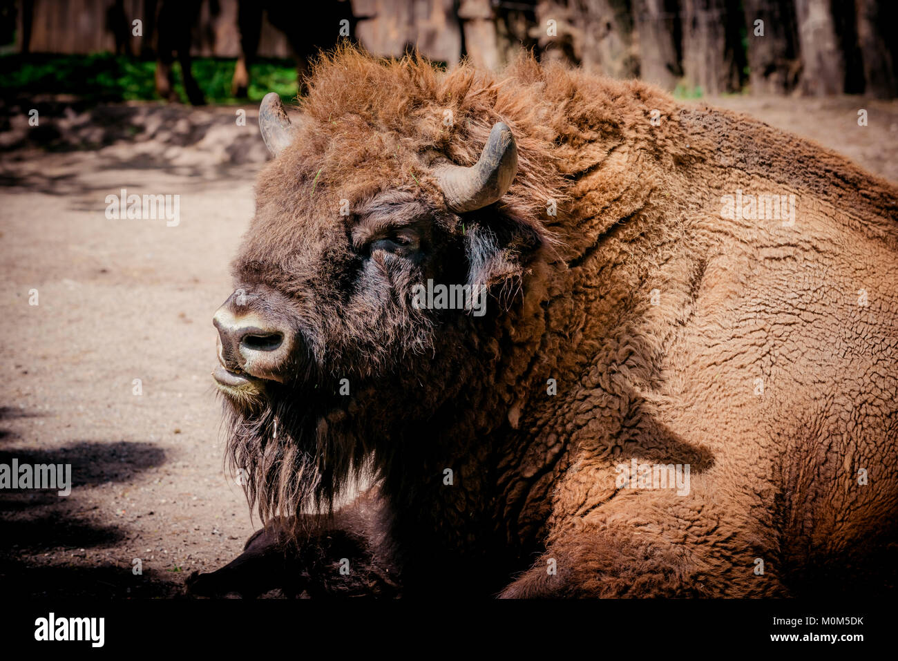 European Bison, American Bison / Buffalo Stock Photo - Alamy